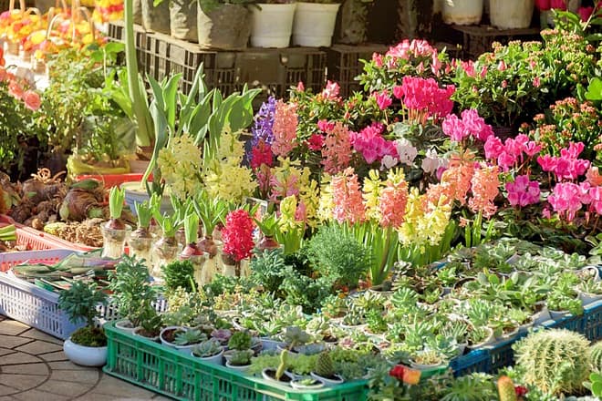 daniels farm and greenhouse