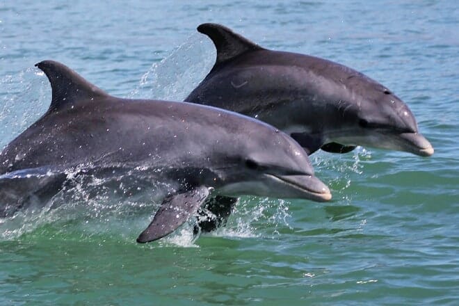 dolphin research & sea life nature center &mdash; port isabel