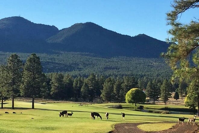 elephant rocks golf course