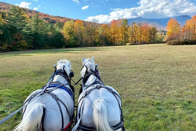 gentle giants sleigh and carriage rides