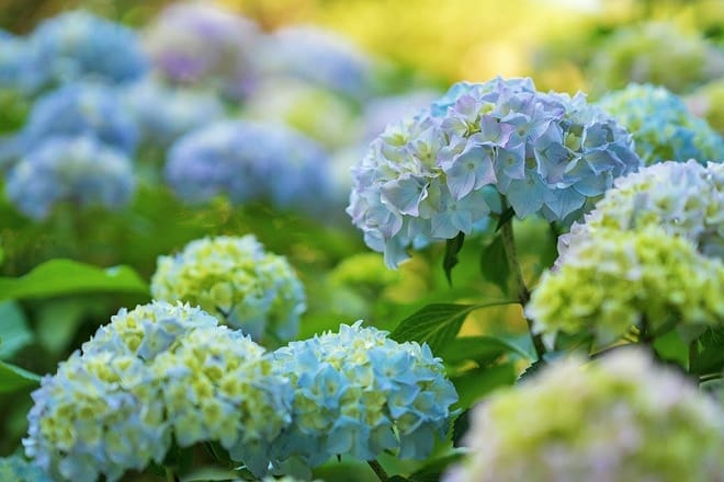 hydrangea house gift shop and art gallery