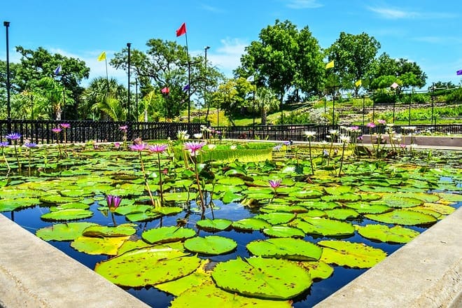 international waterlily collection