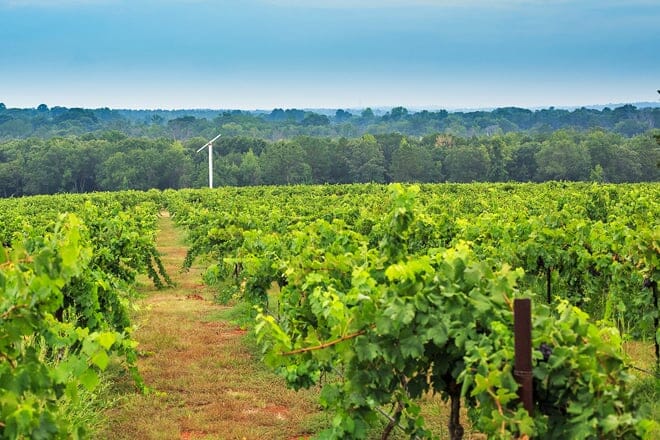 kiepersol vineyards, winery and distillery