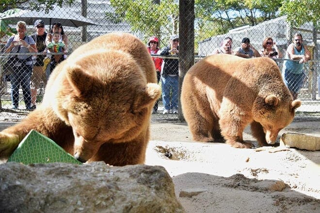 octagon wildlife sanctuary and rehabilitation center