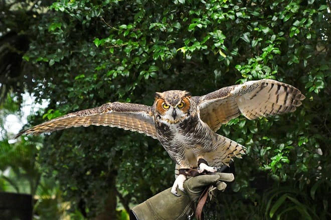 peace river wildlife center