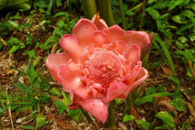 phantasea tropical botanical garden