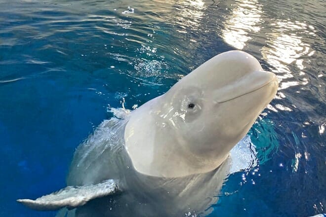 sea life kansas city aquarium