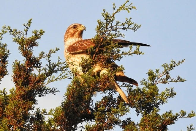 the venice area audubon rookery