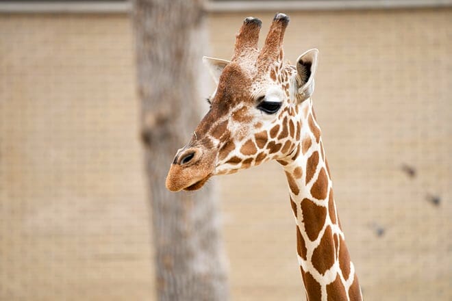 topeka zoo and conservation center