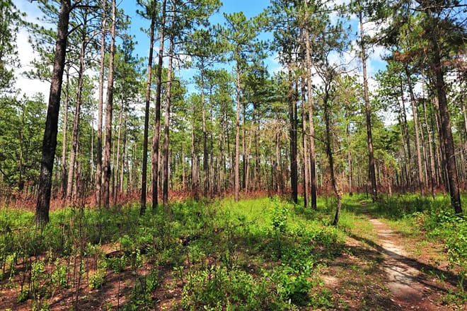 tuskegee national forest