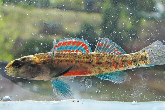 watercress darter national wildlife refuge