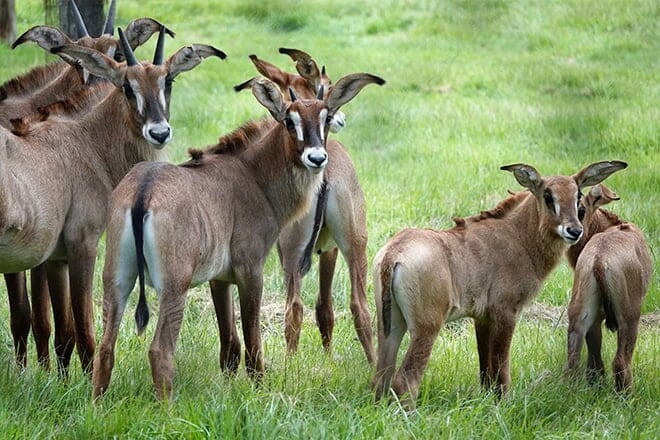 white oak conservation center