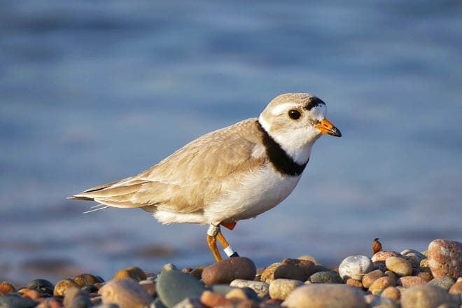 whitefish point bird observatory &mdash; paradise