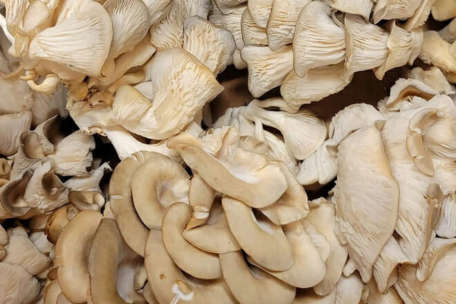 joshua tree health foods