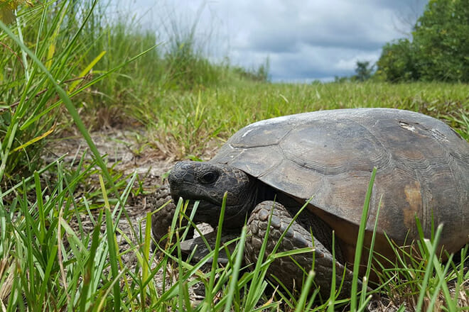 blue spring state park, orange city