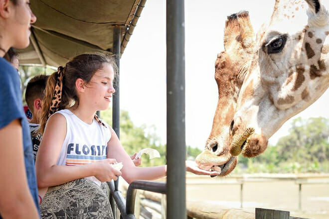 giraffe ranch, dade city