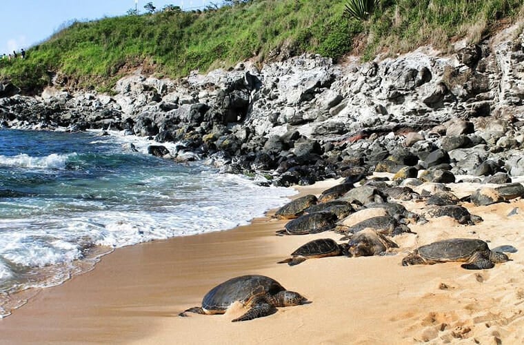 ho&rsquo;okipa beach park