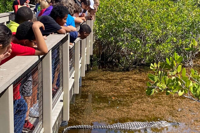 j.n. &ldquo;ding&rdquo; darling national wildlife refuge, sanibel island