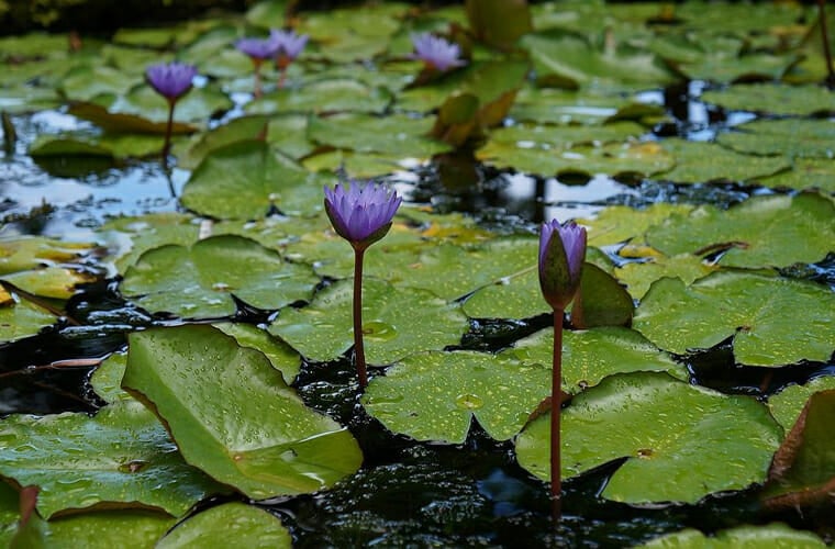lyon arboretum, honolulu