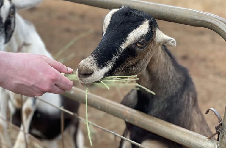 surfing goat dairy, kula