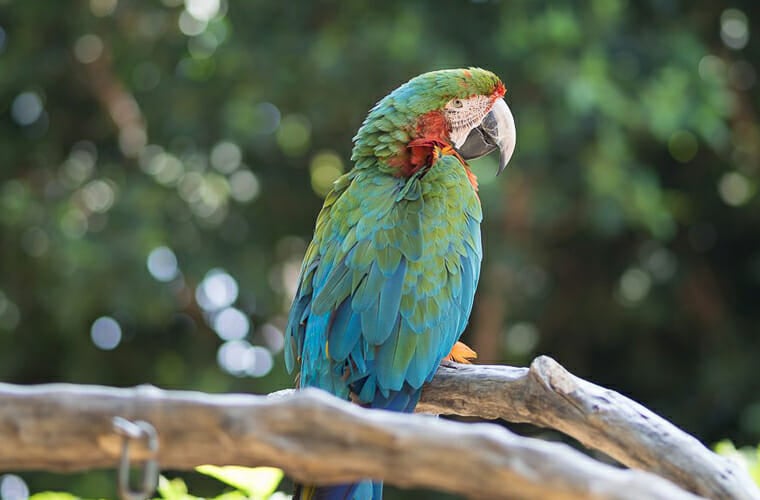 wildlife learning center