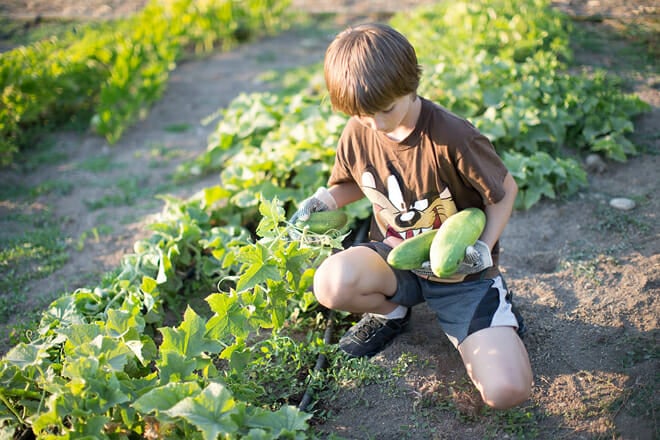 boise urban garden school