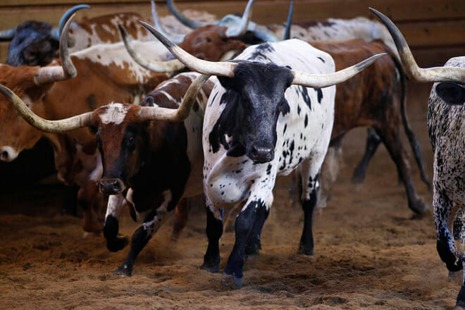 dolly parton's stampede