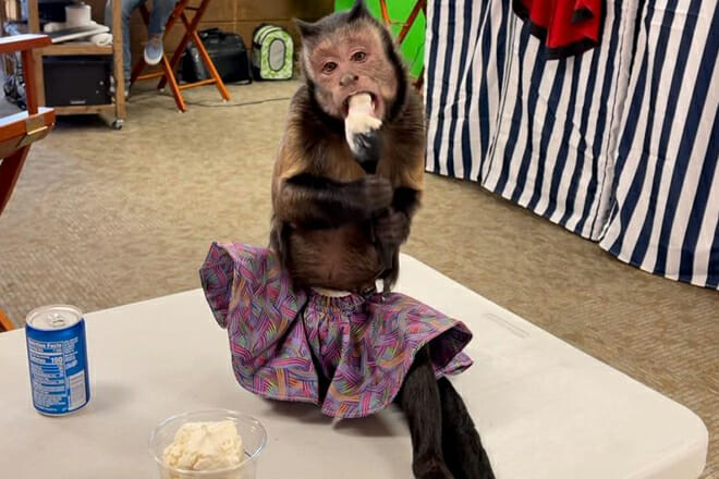 three monkeys photo emporium