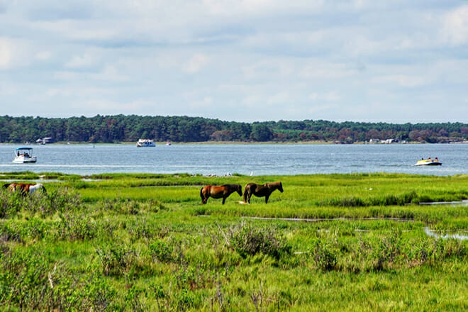 Assateague Island