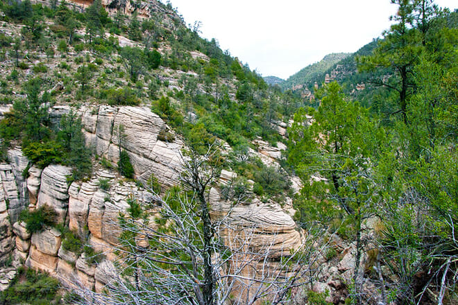 Coconino National Forest