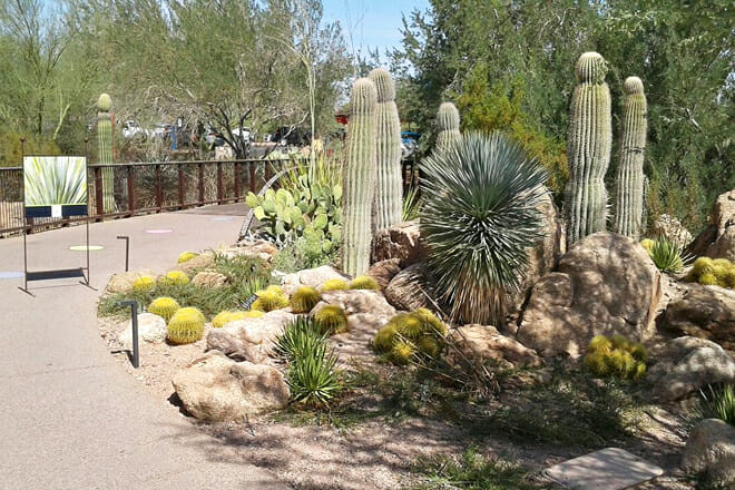 Desert Botanical Garden