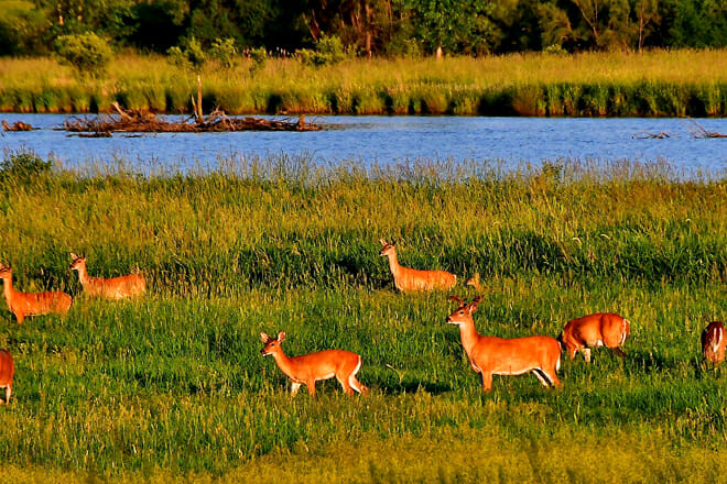 Eagle Marsh Nature Preserve