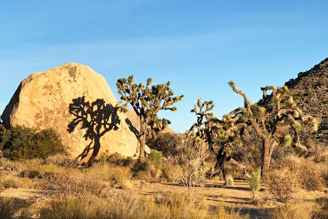 Joshua Tree National Park
