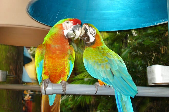 Jungle Island &mdash; Miami