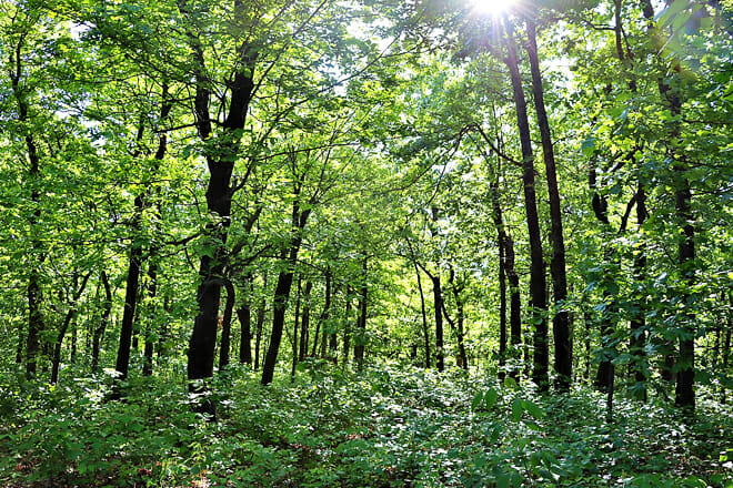 Keystone Ancient Forest