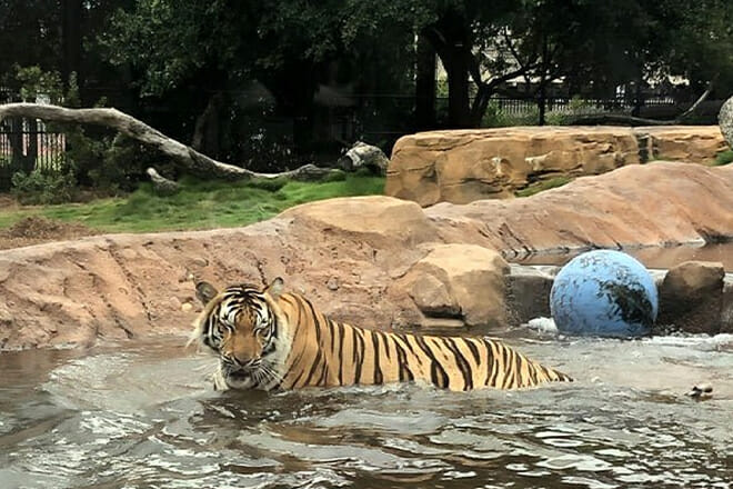 Mike the Tiger's Habitat