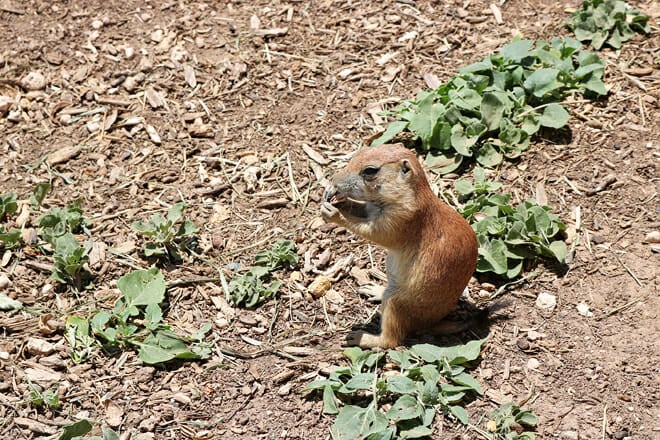Prairie Dog Town