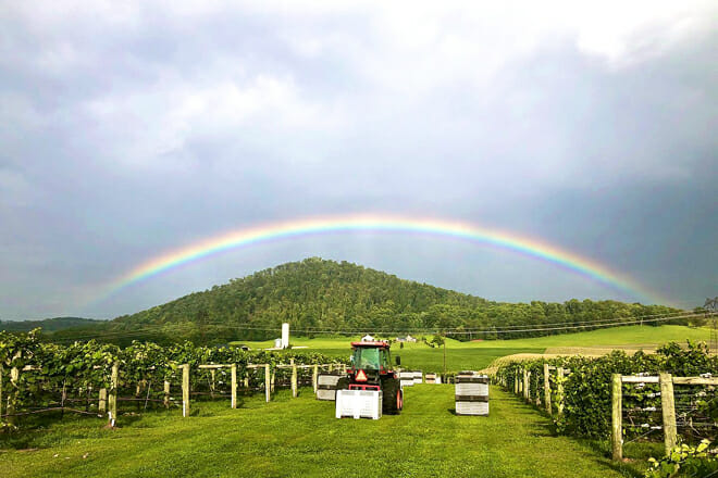 shenandoah valley wine country 1