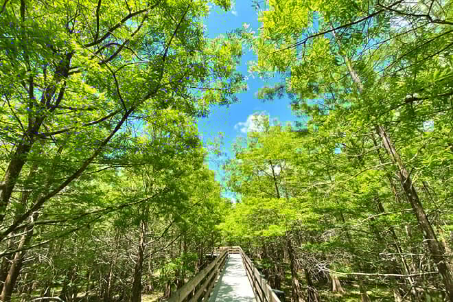 Six Mile Cypress Slough Preserve