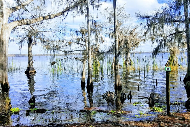 The Disney Wilderness Preserve