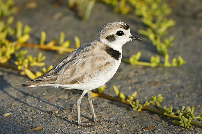 Bolsa Chica Conservancy Interpretive Center