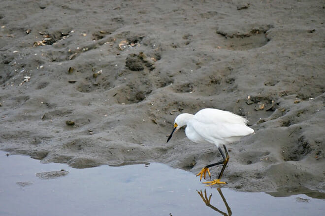 Bolsa Chica Ecological Reserve