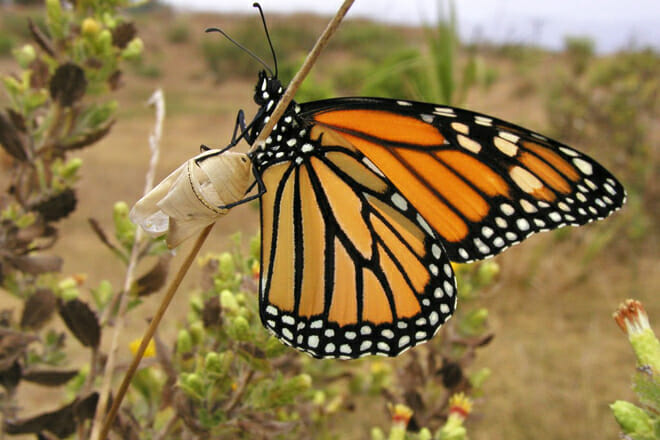 Coronado Butterfly Preserve