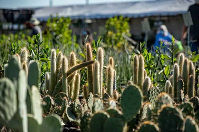 desert botanical garden
