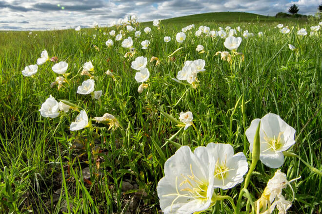 Flint Hills Tallgrass Prairie