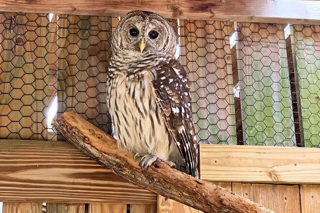 Florida Keys Wild Bird Rehabilitation Center
