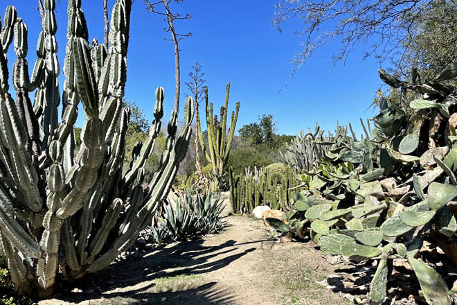 Fullerton Arboretum