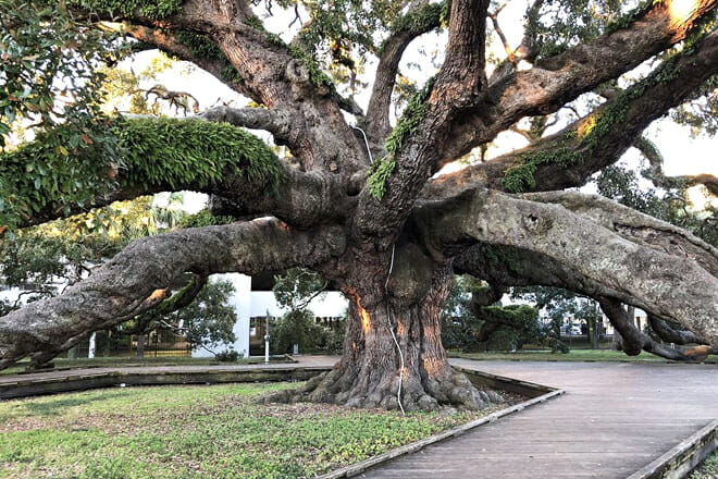 Gigantic Octopus-Like Southern Live Oak Tree