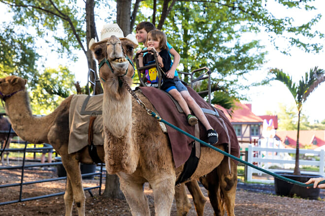 Grant&rsquo;s Farm, St. Louis