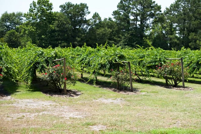 La Belle Amie Vineyard